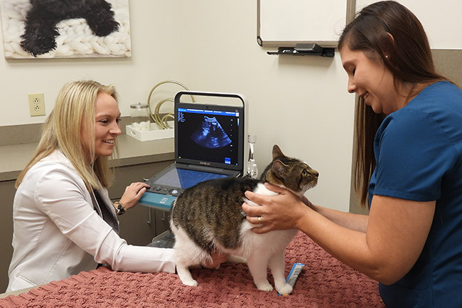 Veterinary Internal Medicine | Pet Wellness Animal Hospital | Vestavia ...